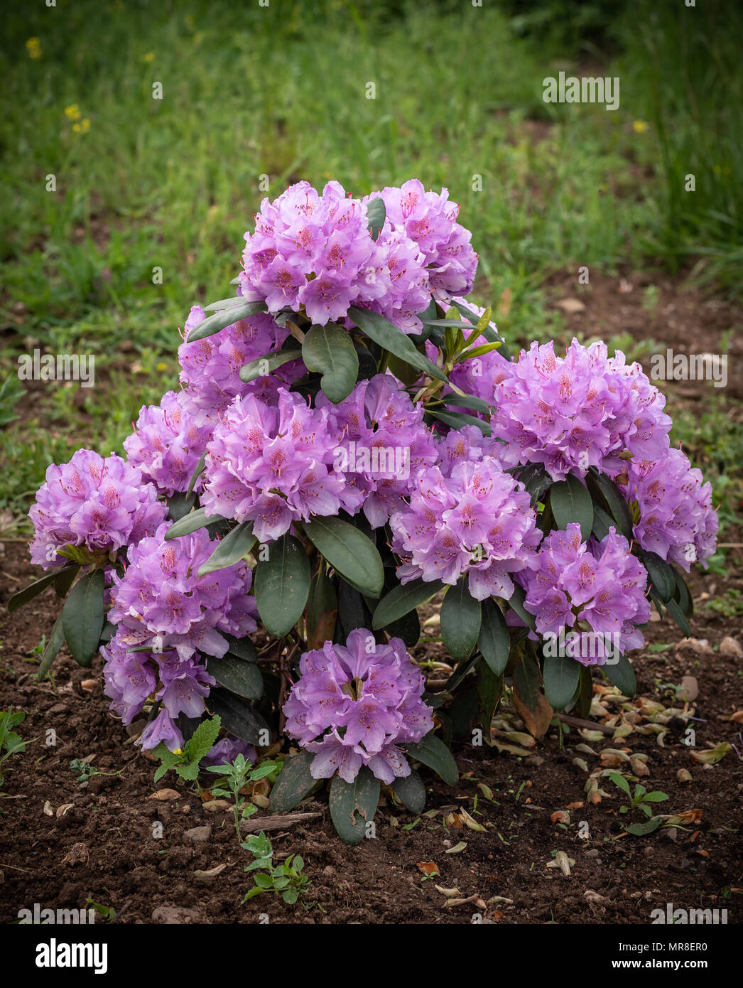 Blooming rhododendron flowers Stock Photo - Alamy