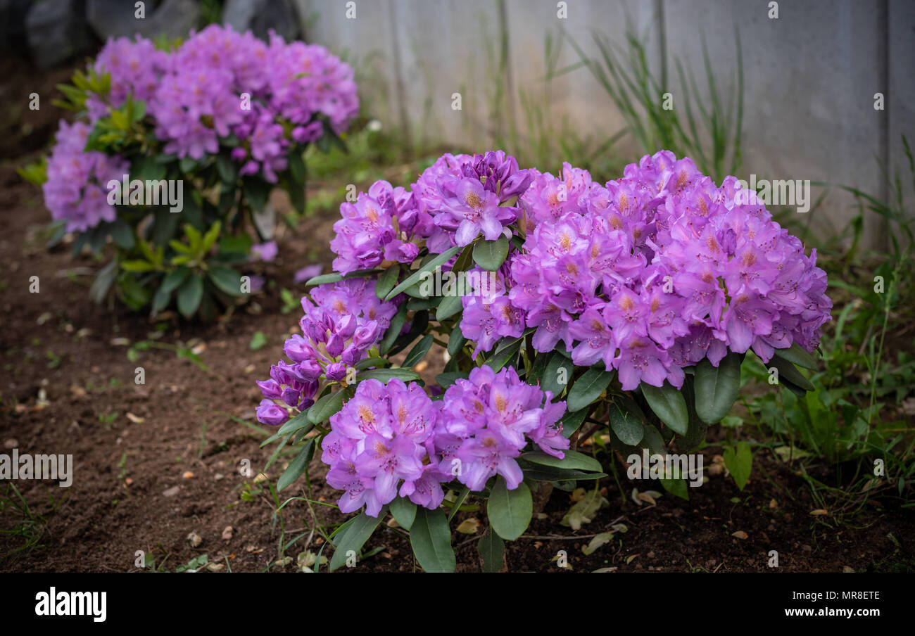 Blooming rhododendron flowers Stock Photo - Alamy
