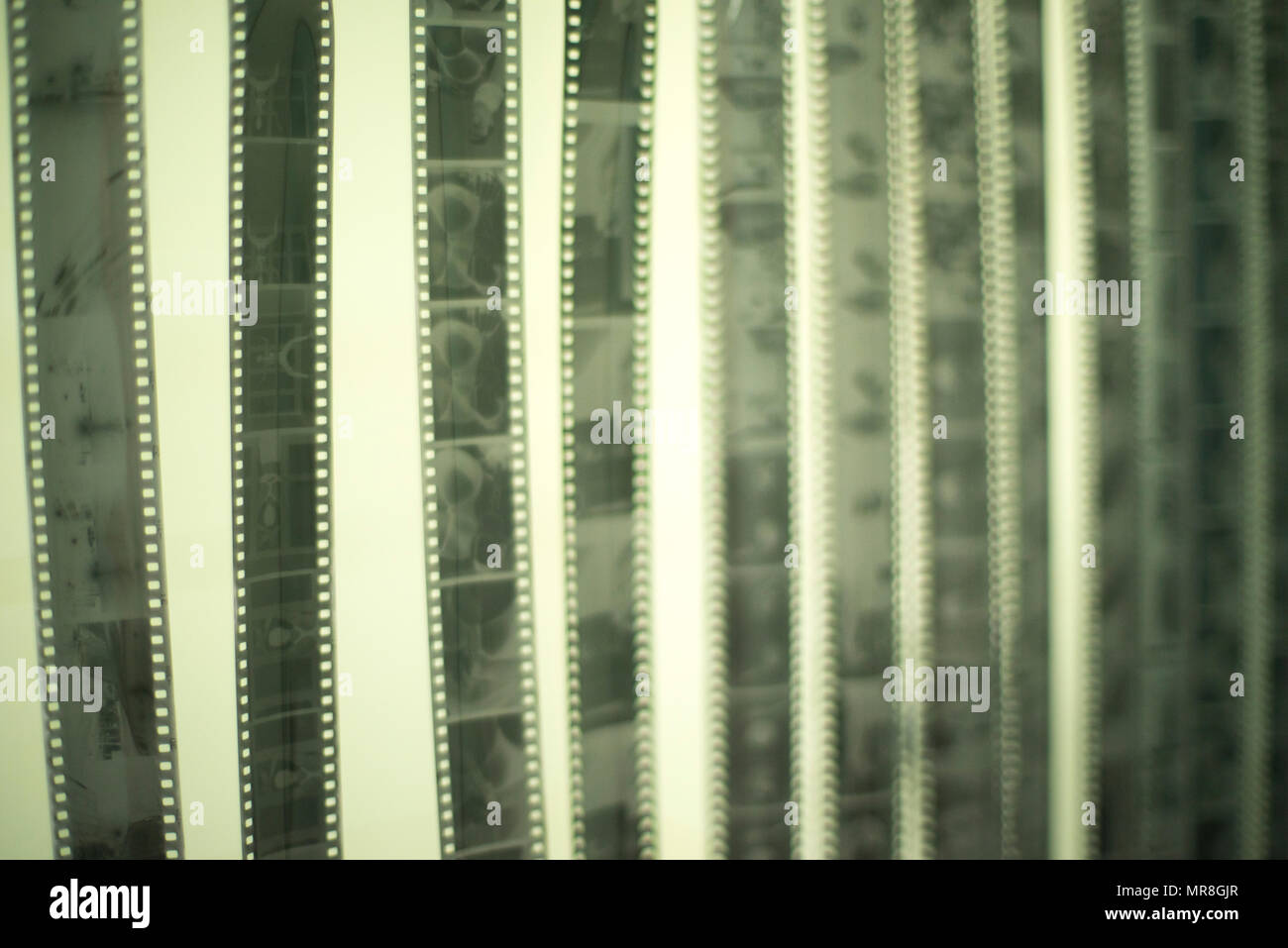 35mm analog black and white photography film negatives drying after ...