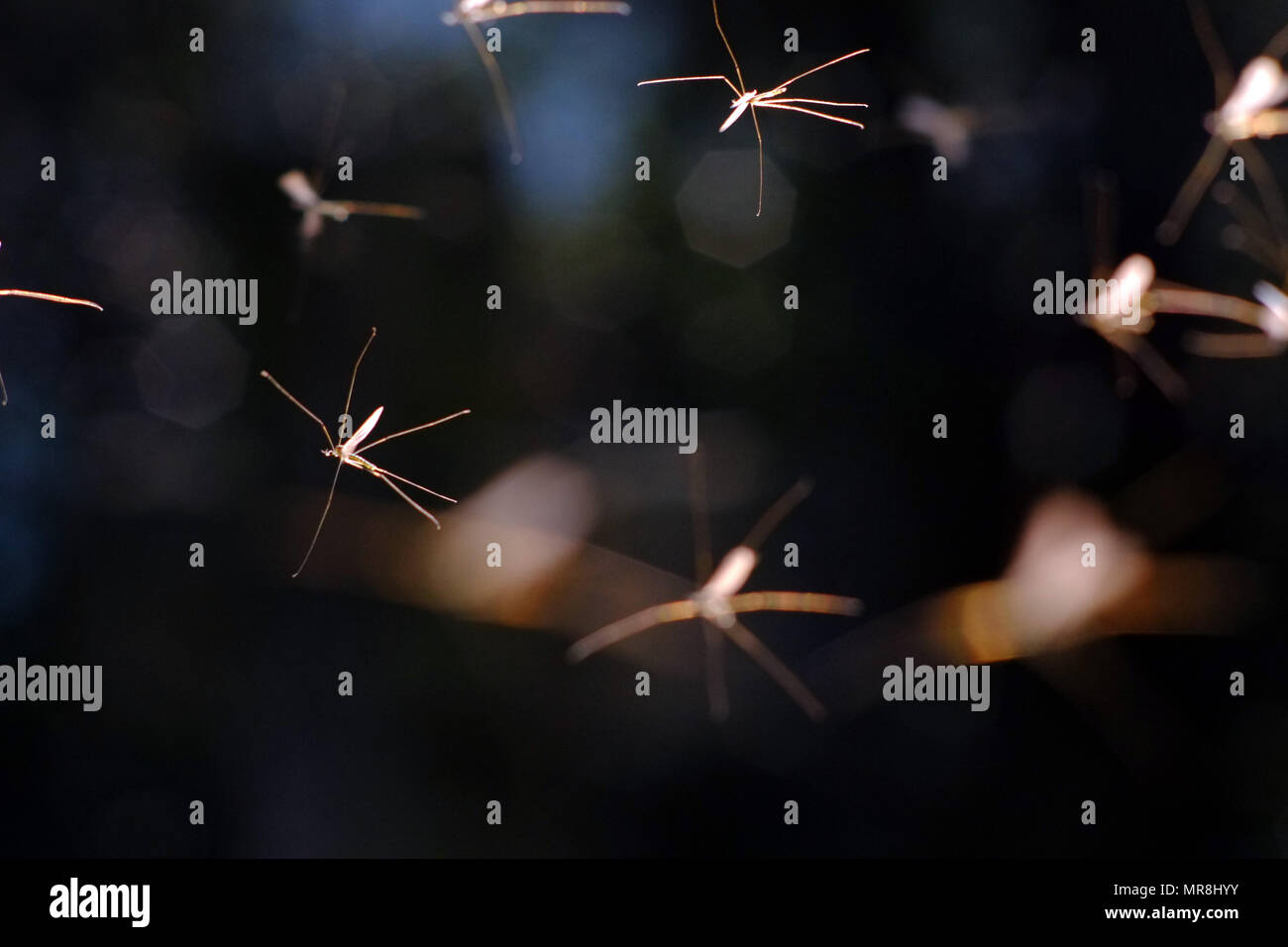 Mosquitoes hi-res stock photography and images - Alamy