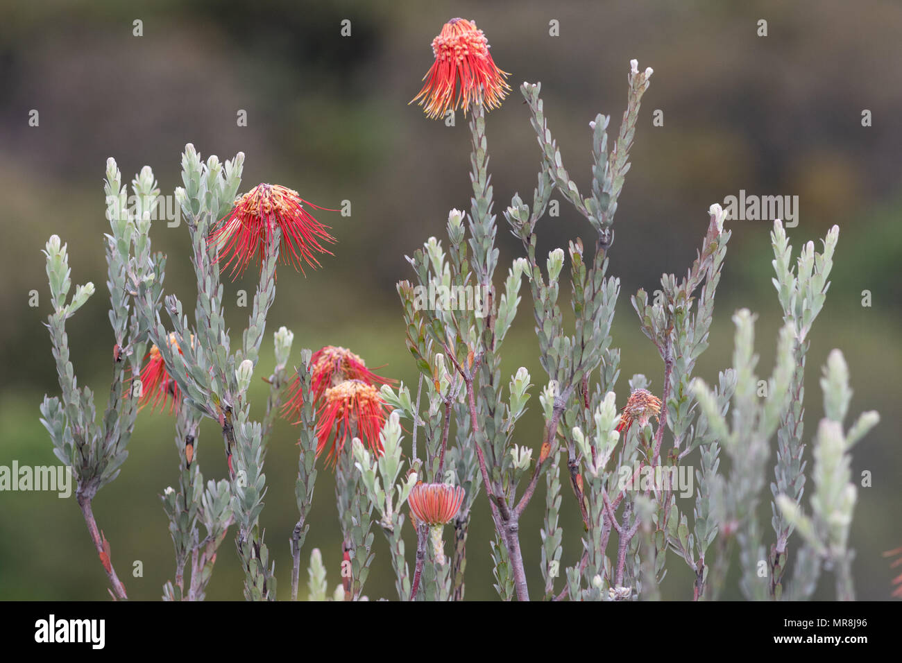 Fynbos flower and table mountain hi-res stock photography and images ...