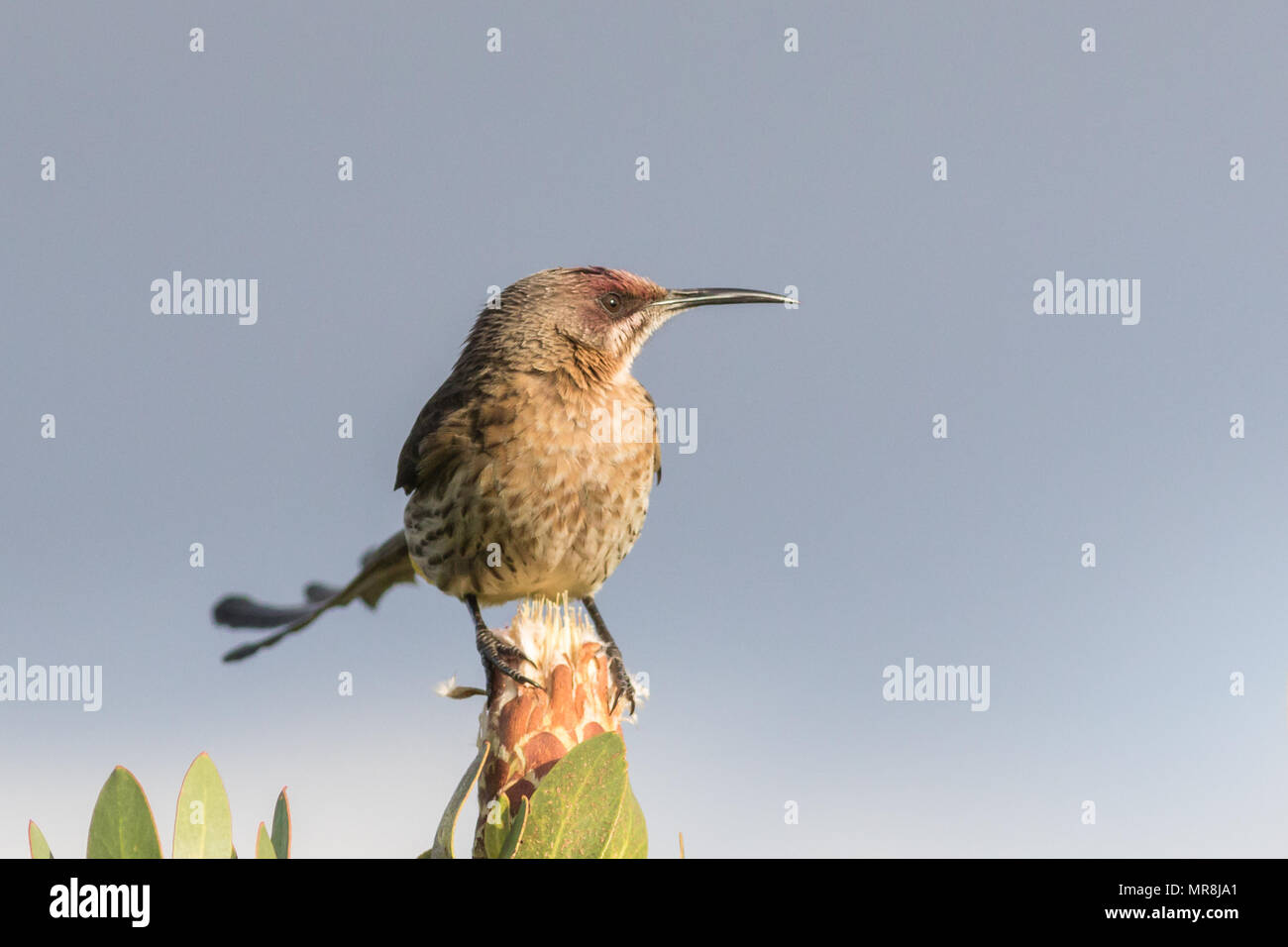 Sugarbird south africa hi-res stock photography and images - Alamy