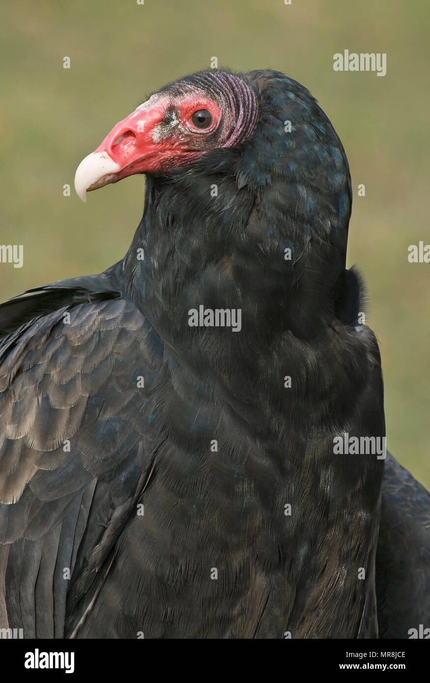 Turkey Vulture (Cathartes aura), head view, E North America, by Skip ...