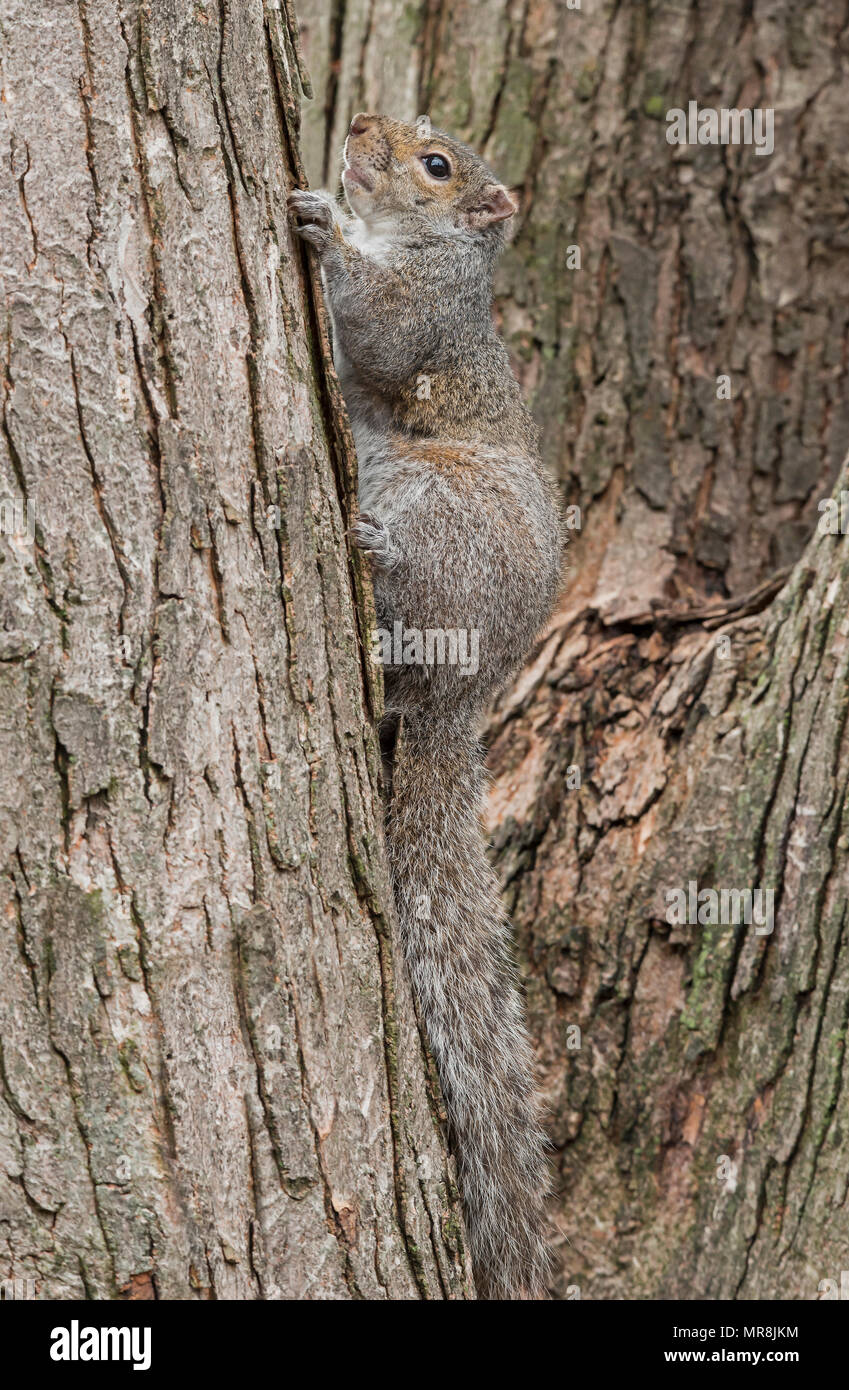 Neighborhood Squirrels High Resolution Stock Photography and Images - Alamy
