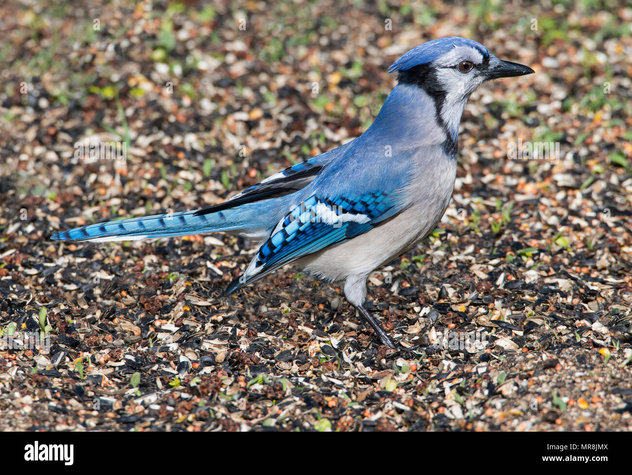 Eastern blue jay hi-res stock photography and images - Alamy