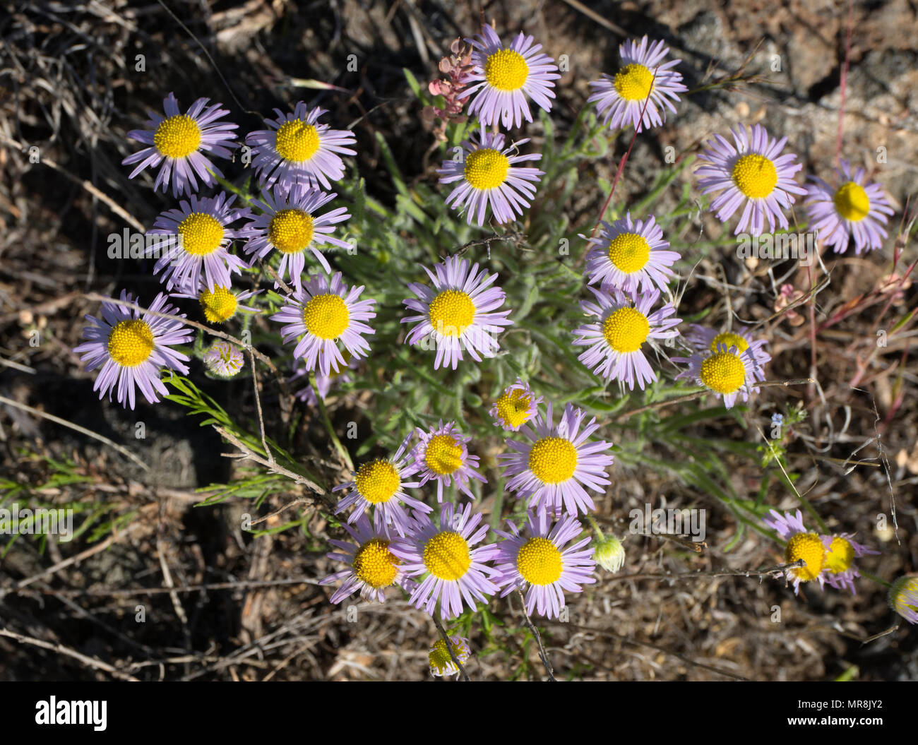 Purple erigeron hi-res stock photography and images - Alamy