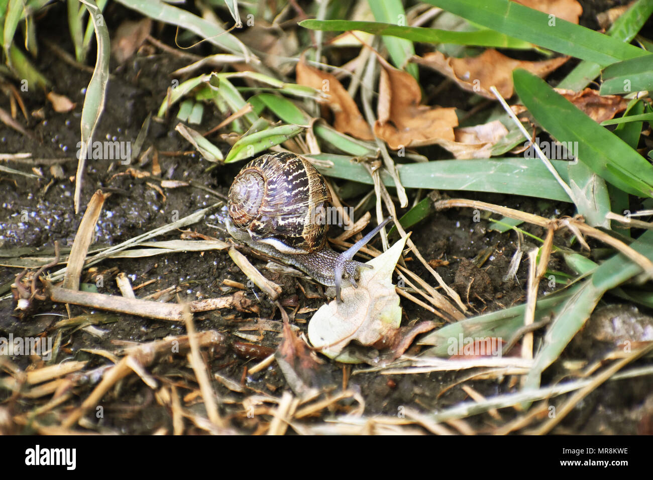 Snail texture hi-res stock photography and images - Alamy