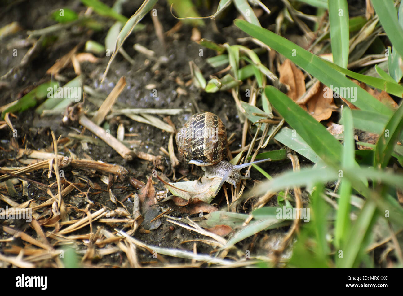 Snail texture hi-res stock photography and images - Alamy