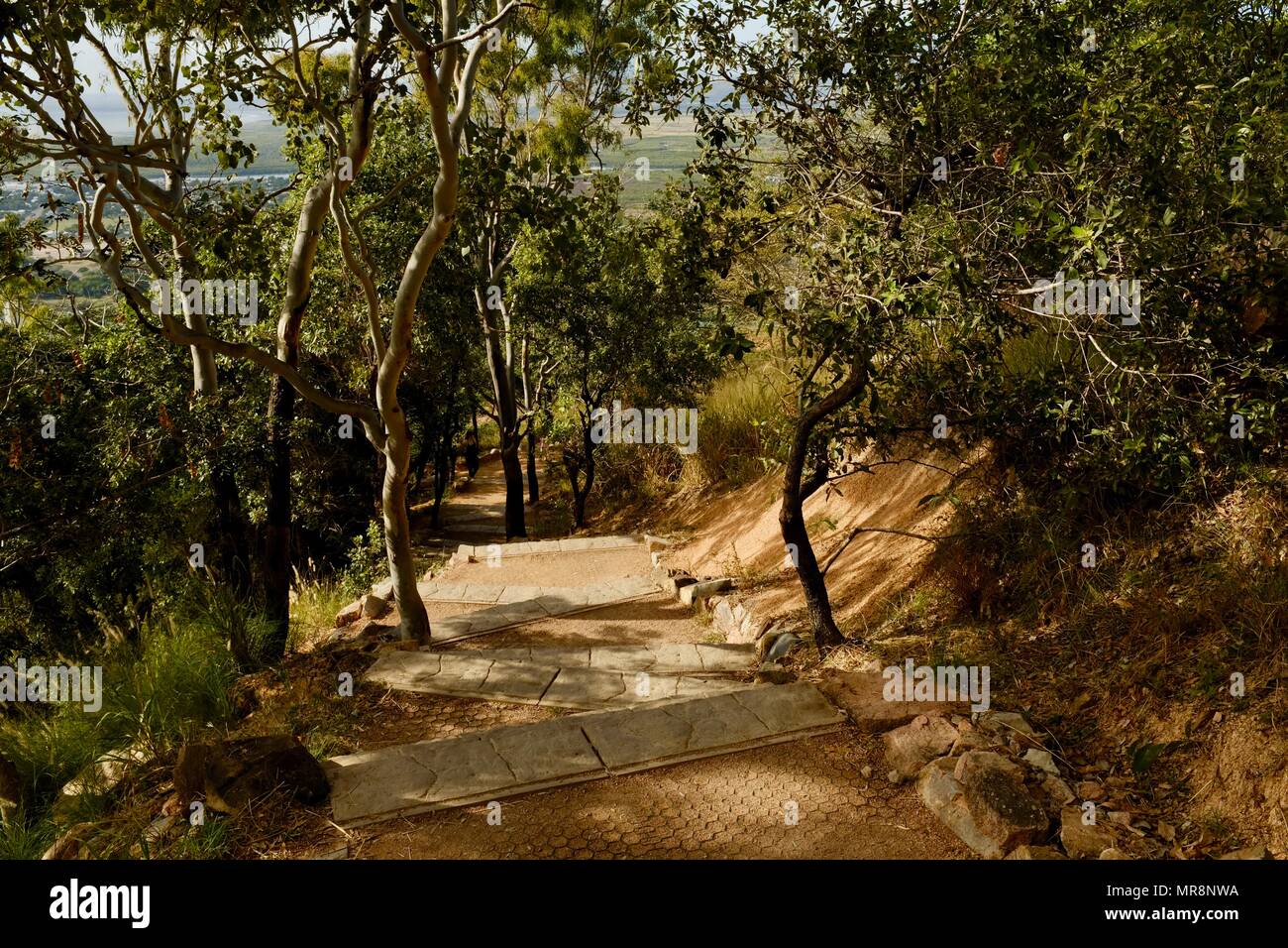 Flight of stairs through australian bush on cudtheringa track hi-res ...
