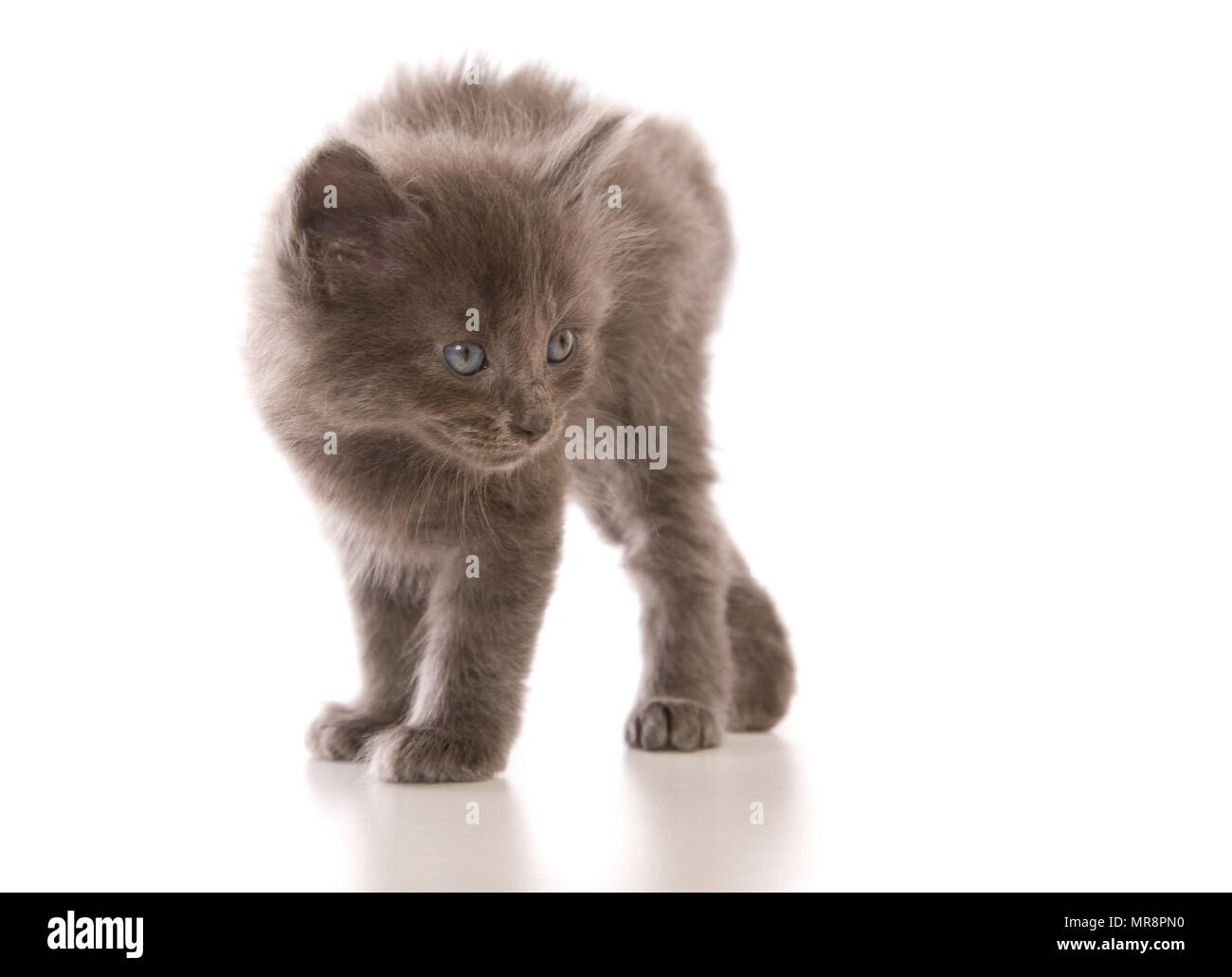 Arched cat hi-res stock photography and images - Alamy