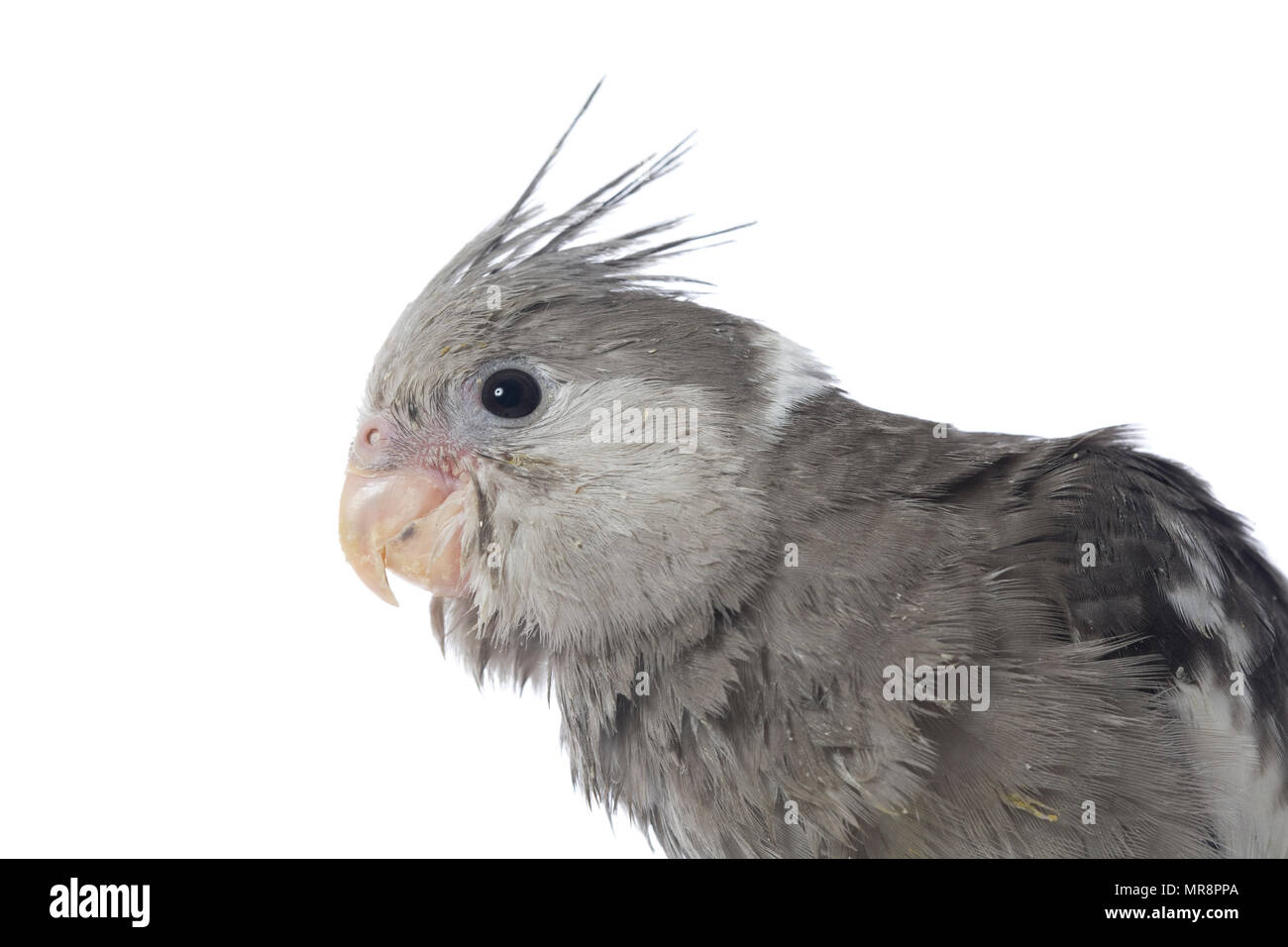 Juvenile australian parrot hi-res stock photography and images - Alamy