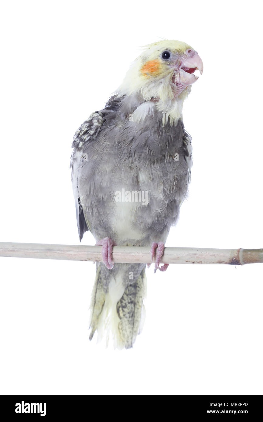 Juvenile australian parrot hi-res stock photography and images - Alamy