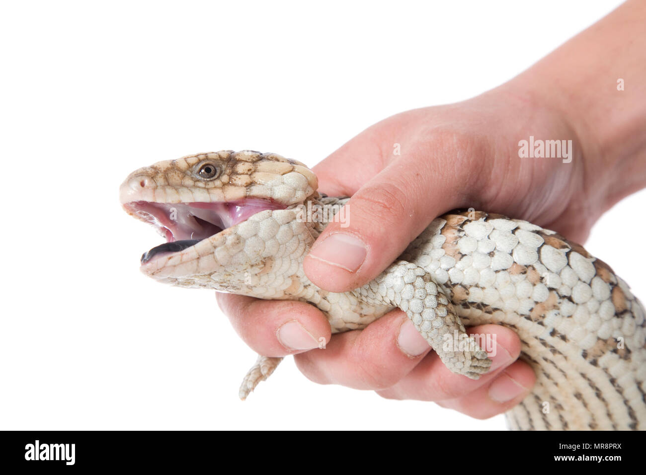 Angry lizard hi-res stock photography and images - Alamy