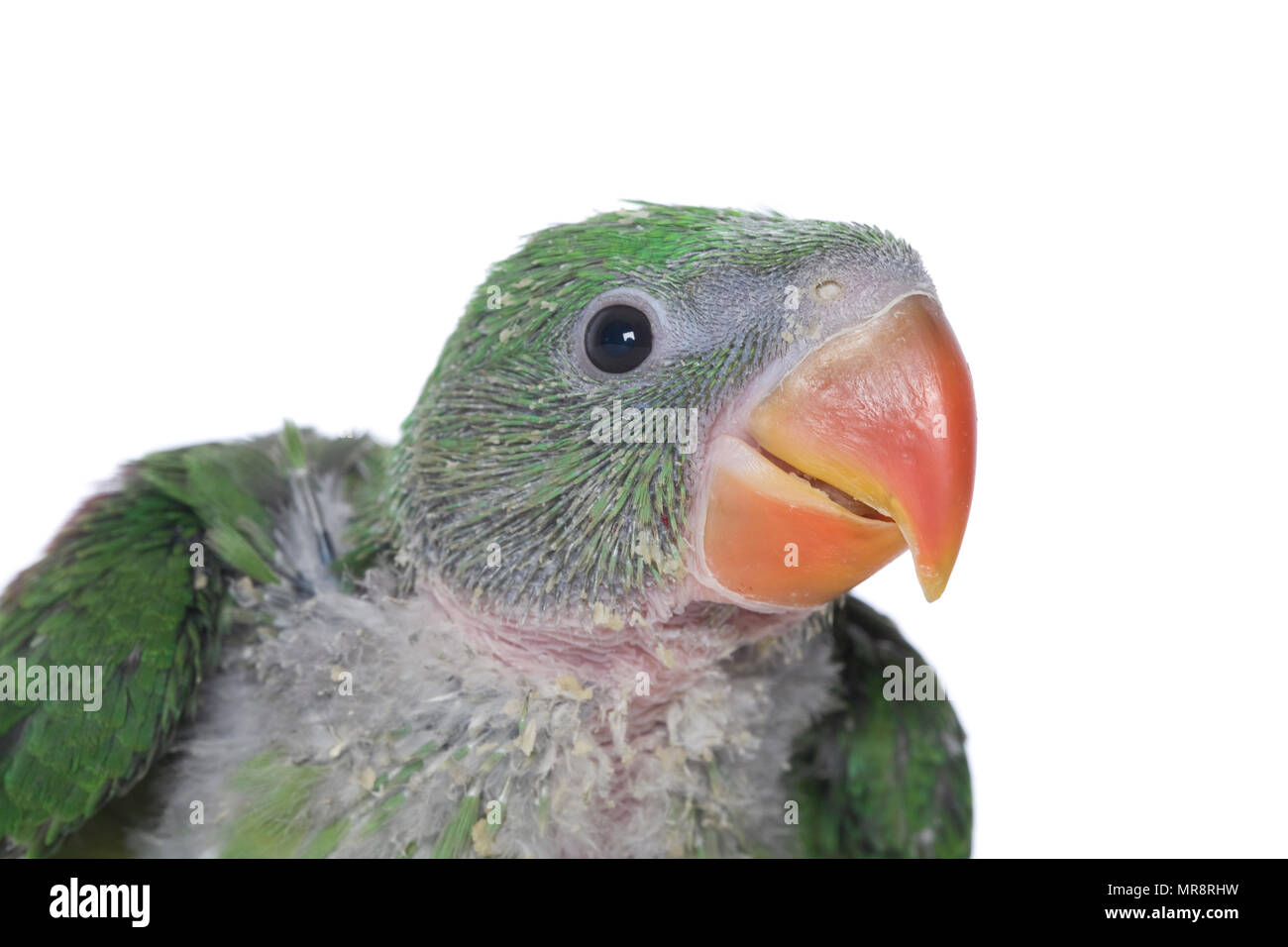 Baby tropical parrot hi-res stock photography and images - Alamy