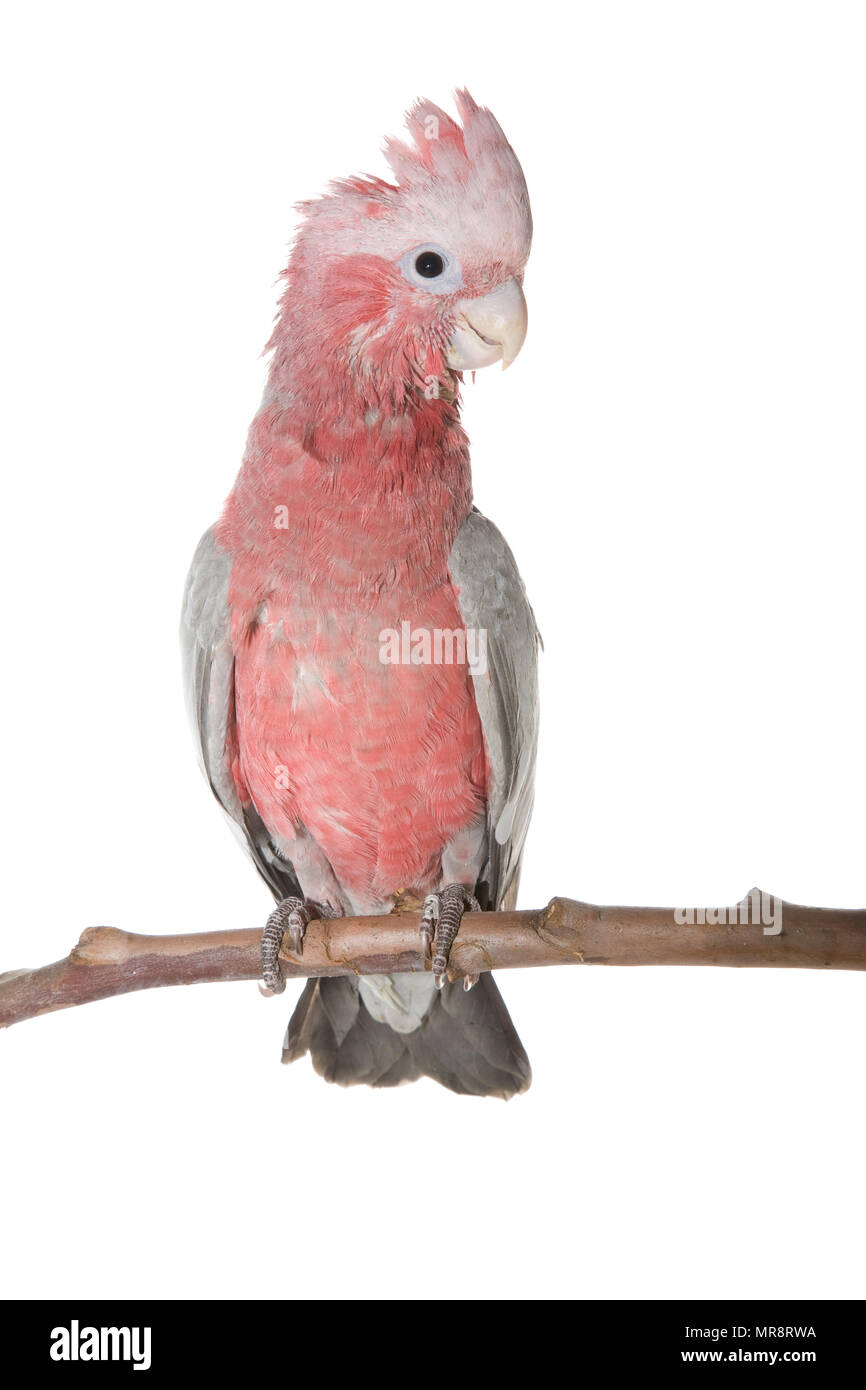 Galah Isolated White High Resolution Stock Photography and Images - Alamy