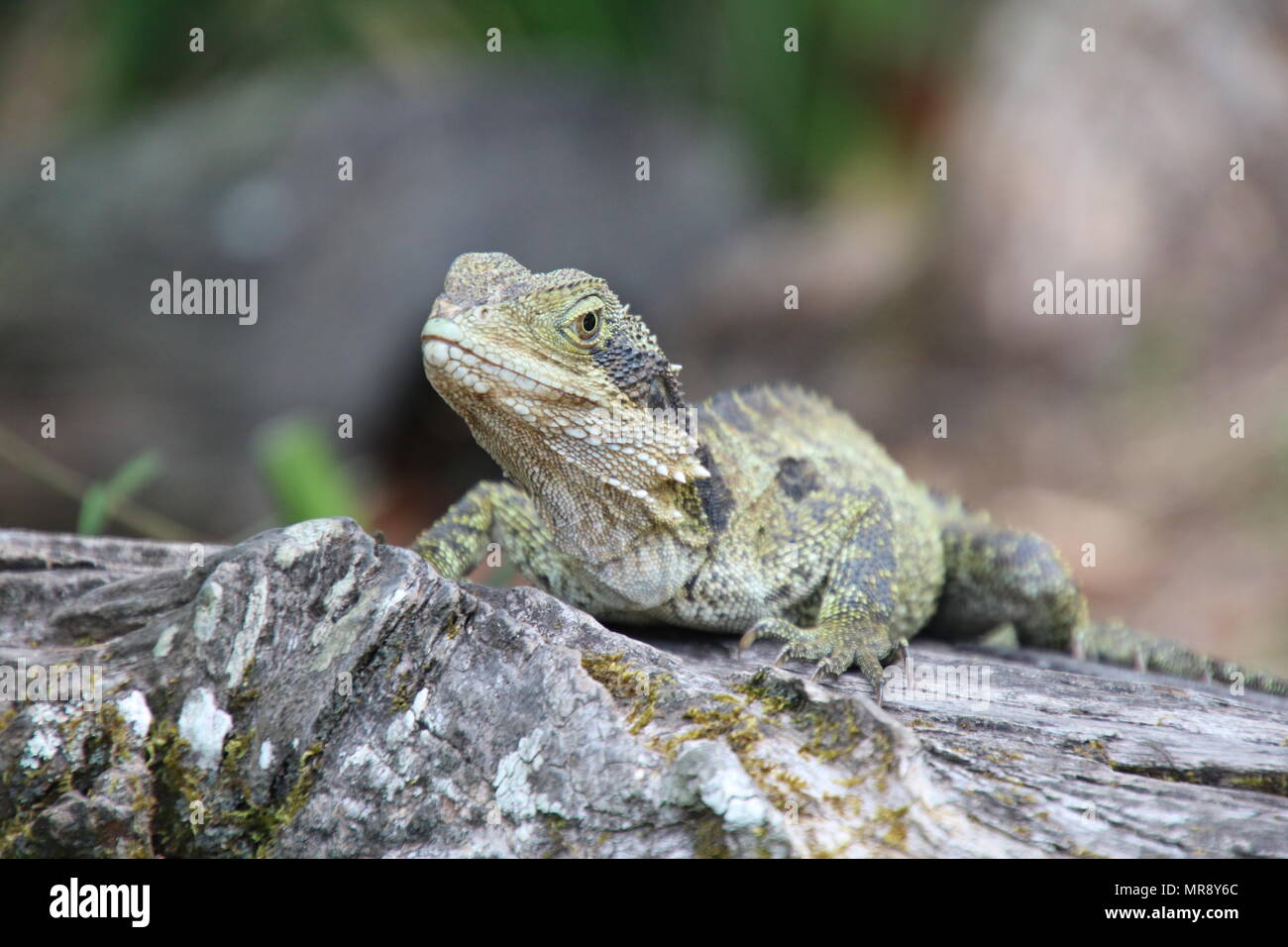 Dragon log hi-res stock photography and images - Alamy