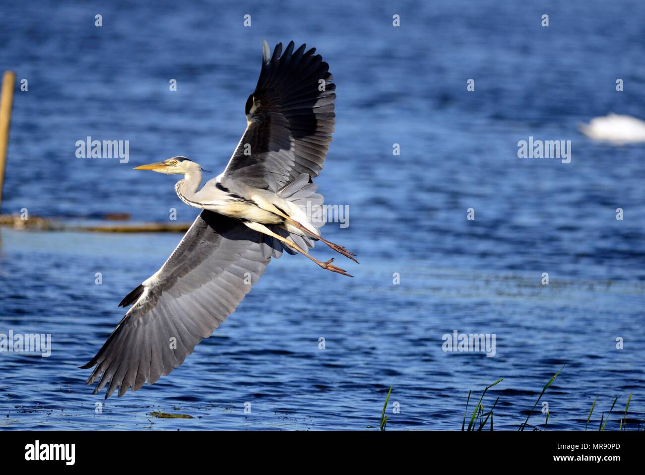Bennu bird hi-res stock photography and images - Alamy