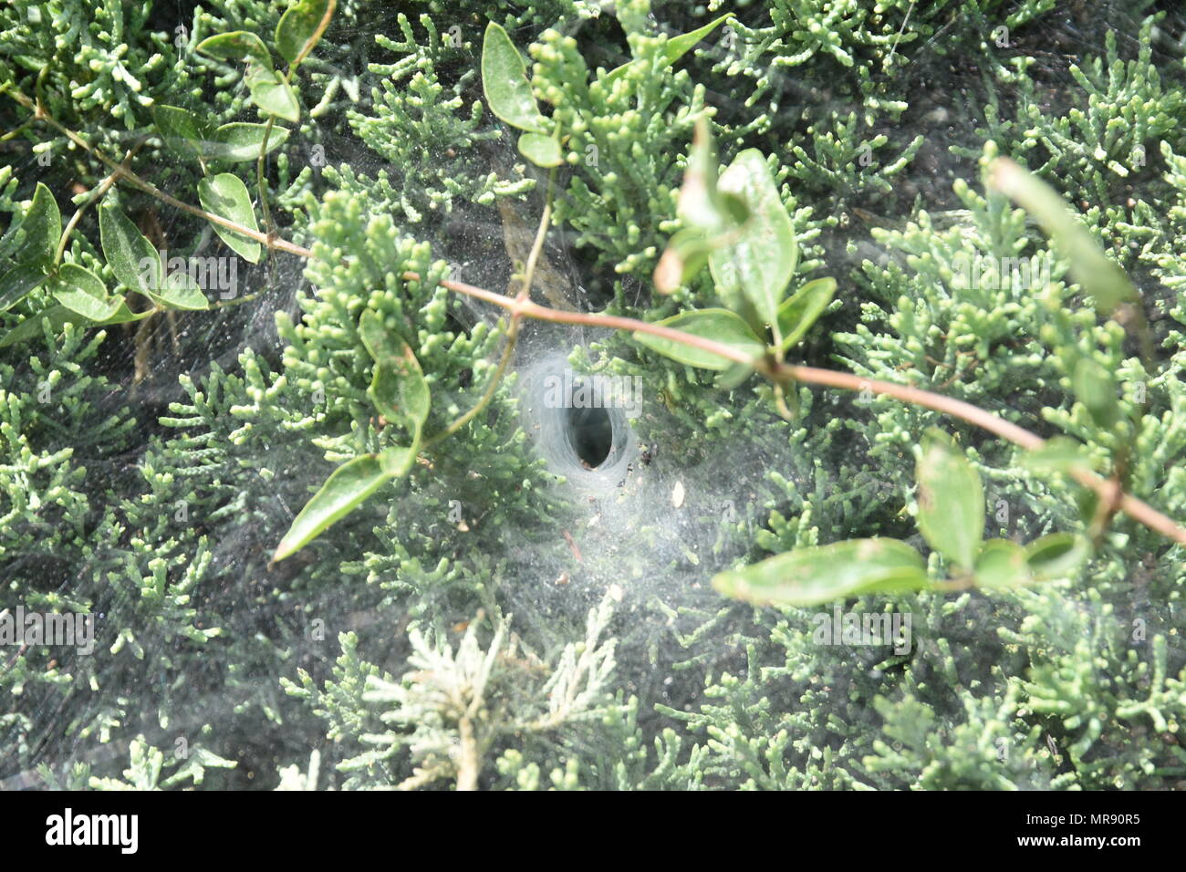 Spiders nest hi-res stock photography and images - Alamy
