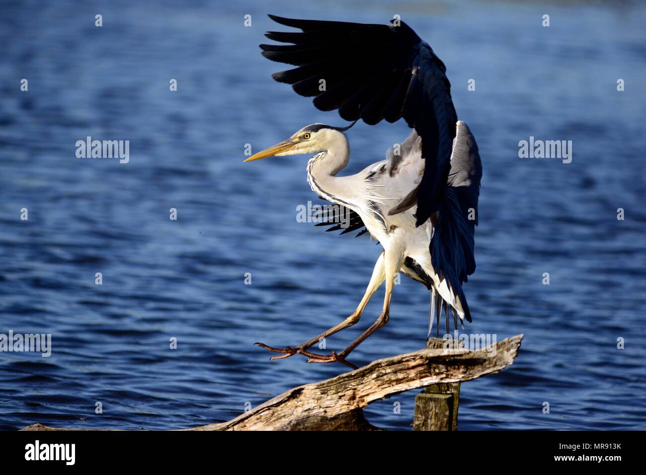 Bennu bird hi-res stock photography and images - Alamy