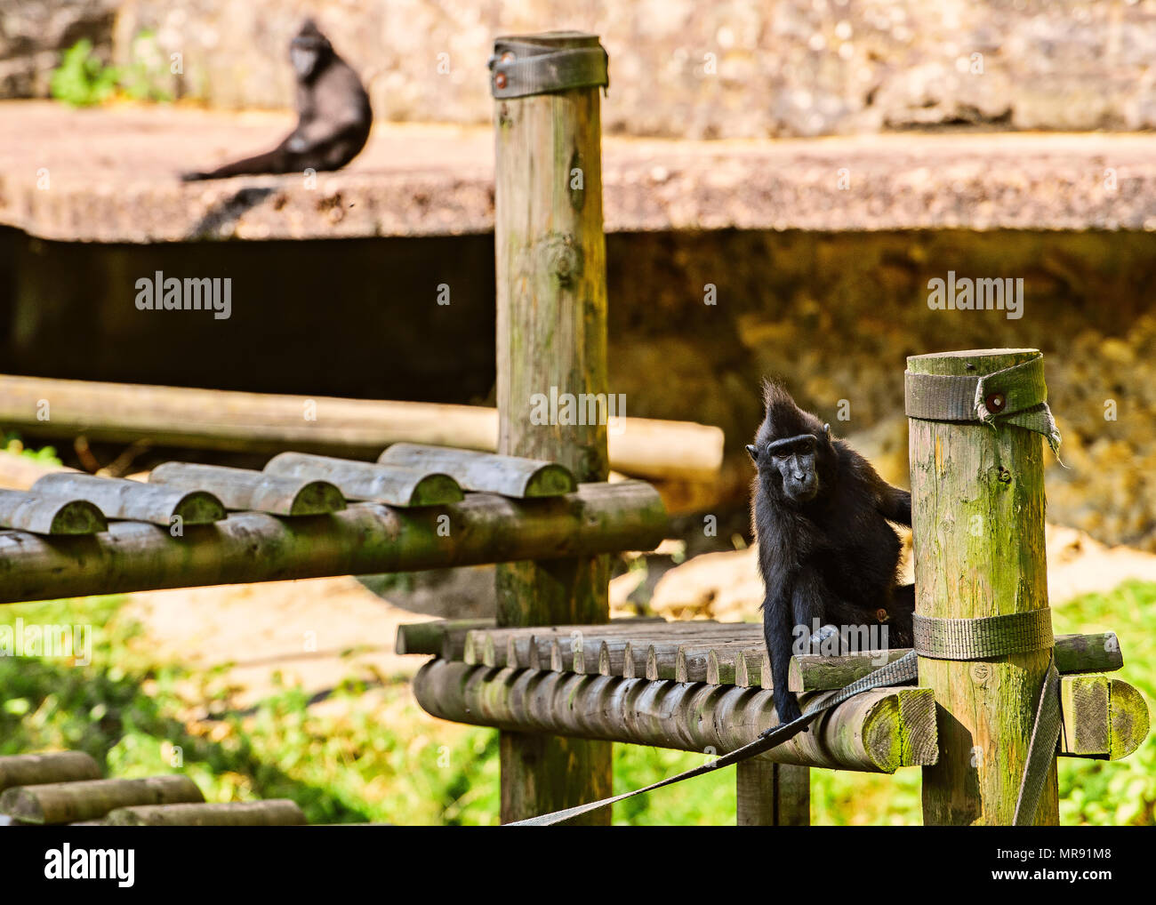 Macaque monkeys on climbing frame Stock Photo - Alamy