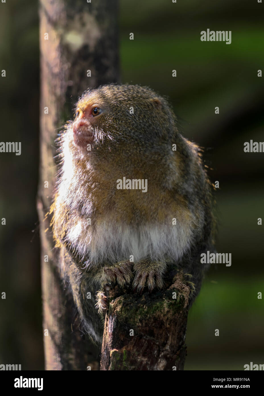 Baby pygmy marmosets hi-res stock photography and images - Alamy