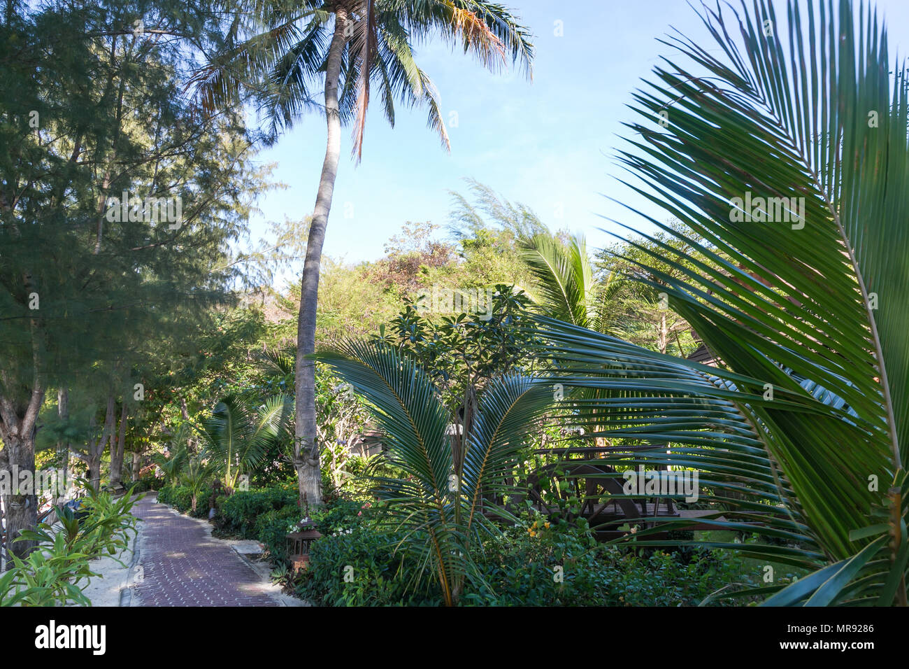 scenic view of green palm trees, plants and path, phi phi islands Stock ...