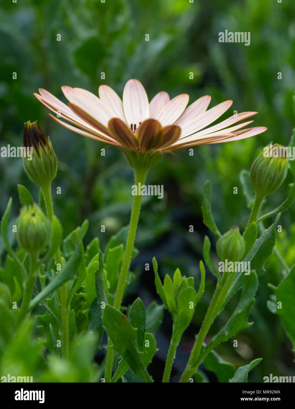 Beauty buds garden hi-res stock photography and images - Alamy