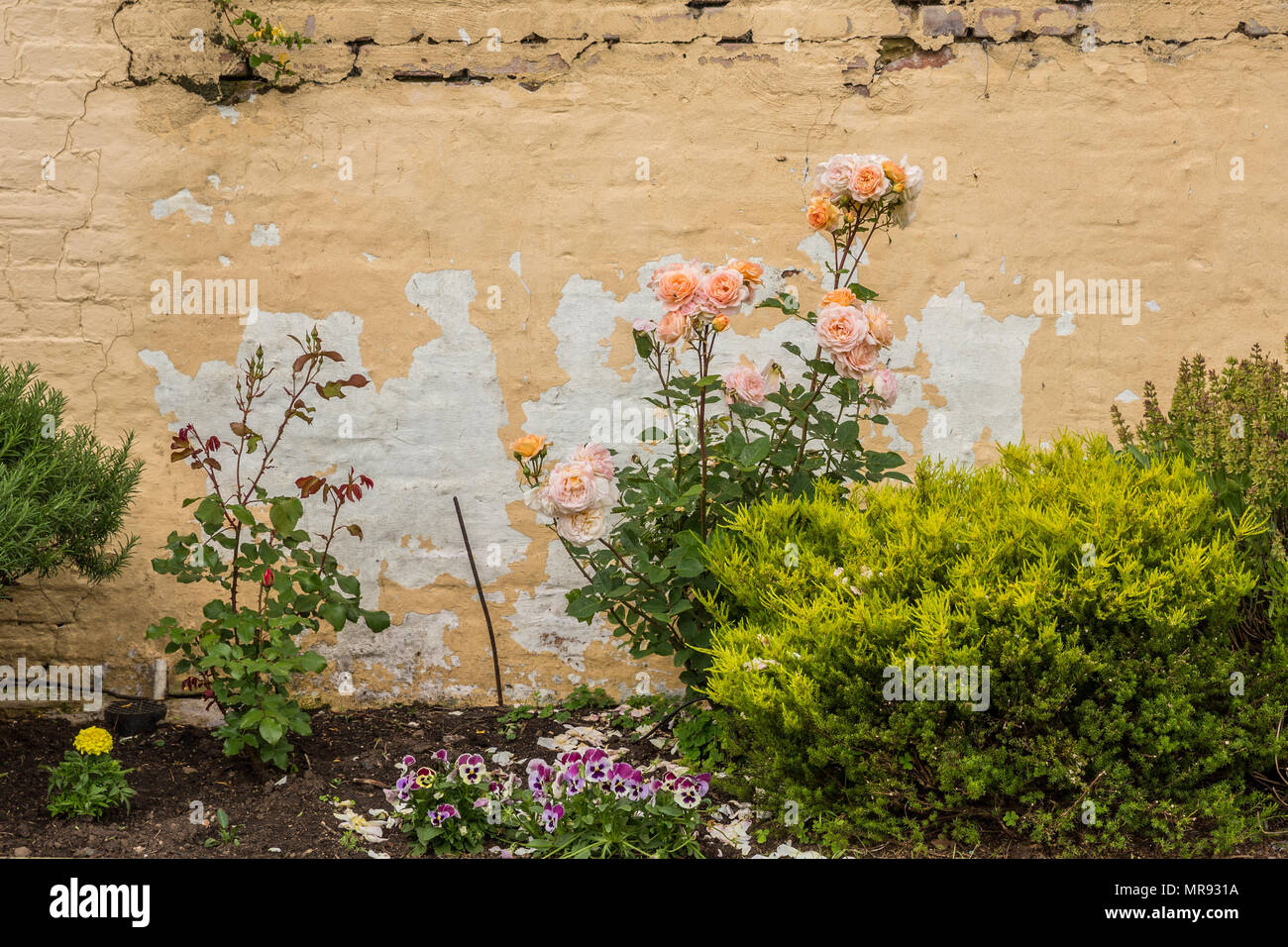 Rose against brick wall hi-res stock photography and images - Alamy