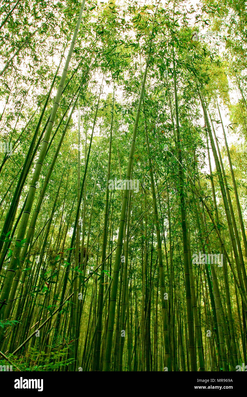 Bamboo forest in Japan Stock Photo - Alamy
