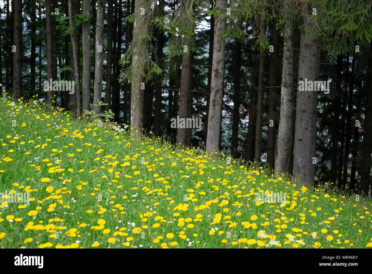Meadow at the forest edge hi-res stock photography and images - Alamy