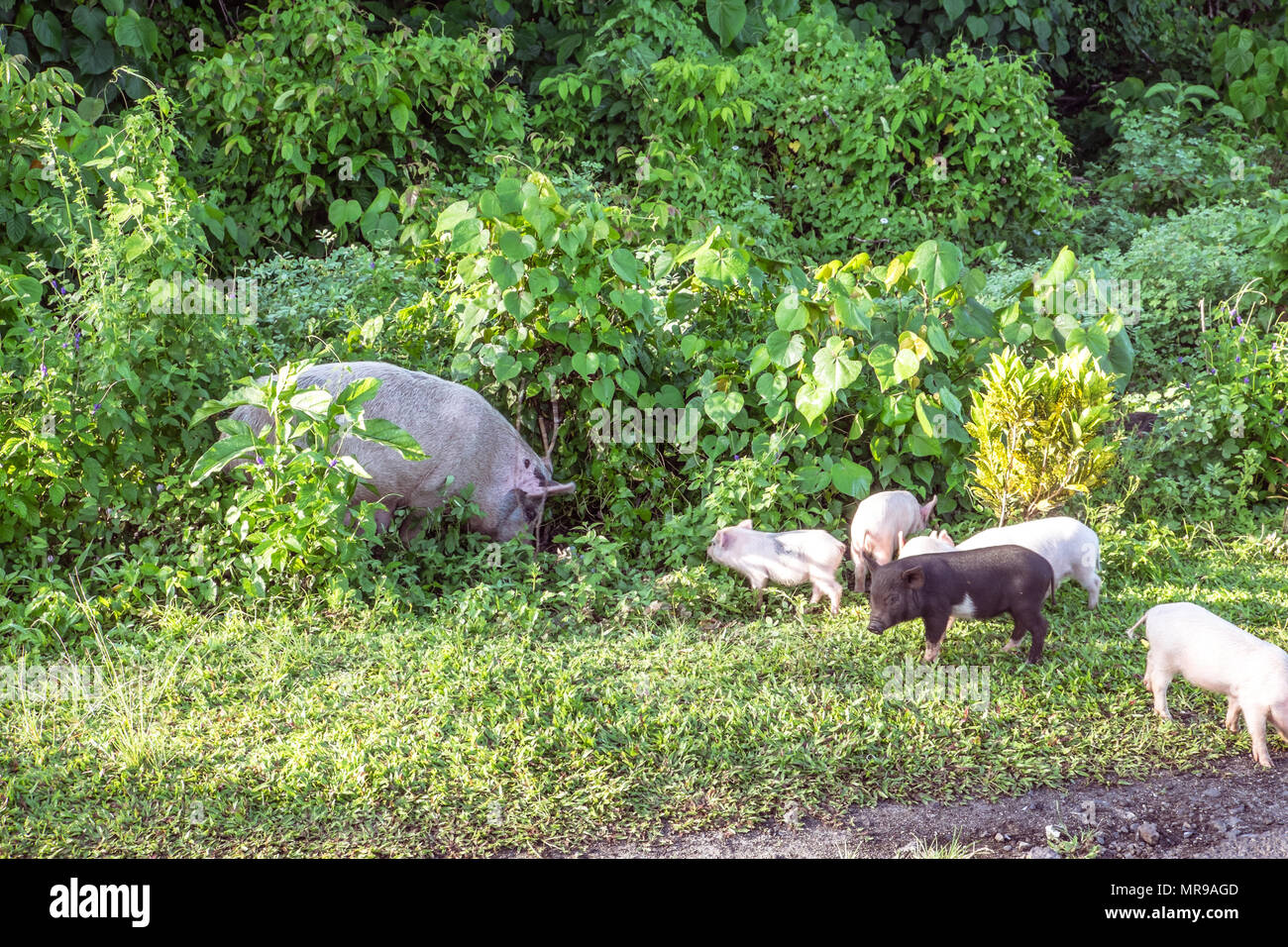 Western samoa pig hi-res stock photography and images - Alamy