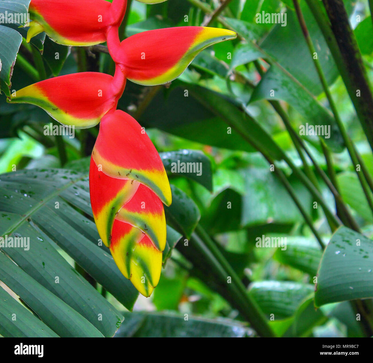Heliconia flowers hi-res stock photography and images - Alamy