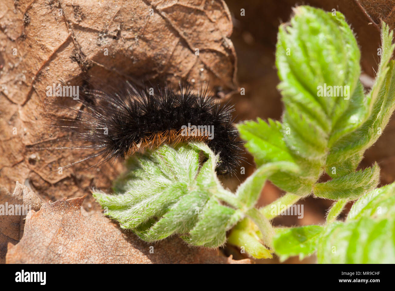 Tiger moth caterpillar Stock Photo - Alamy