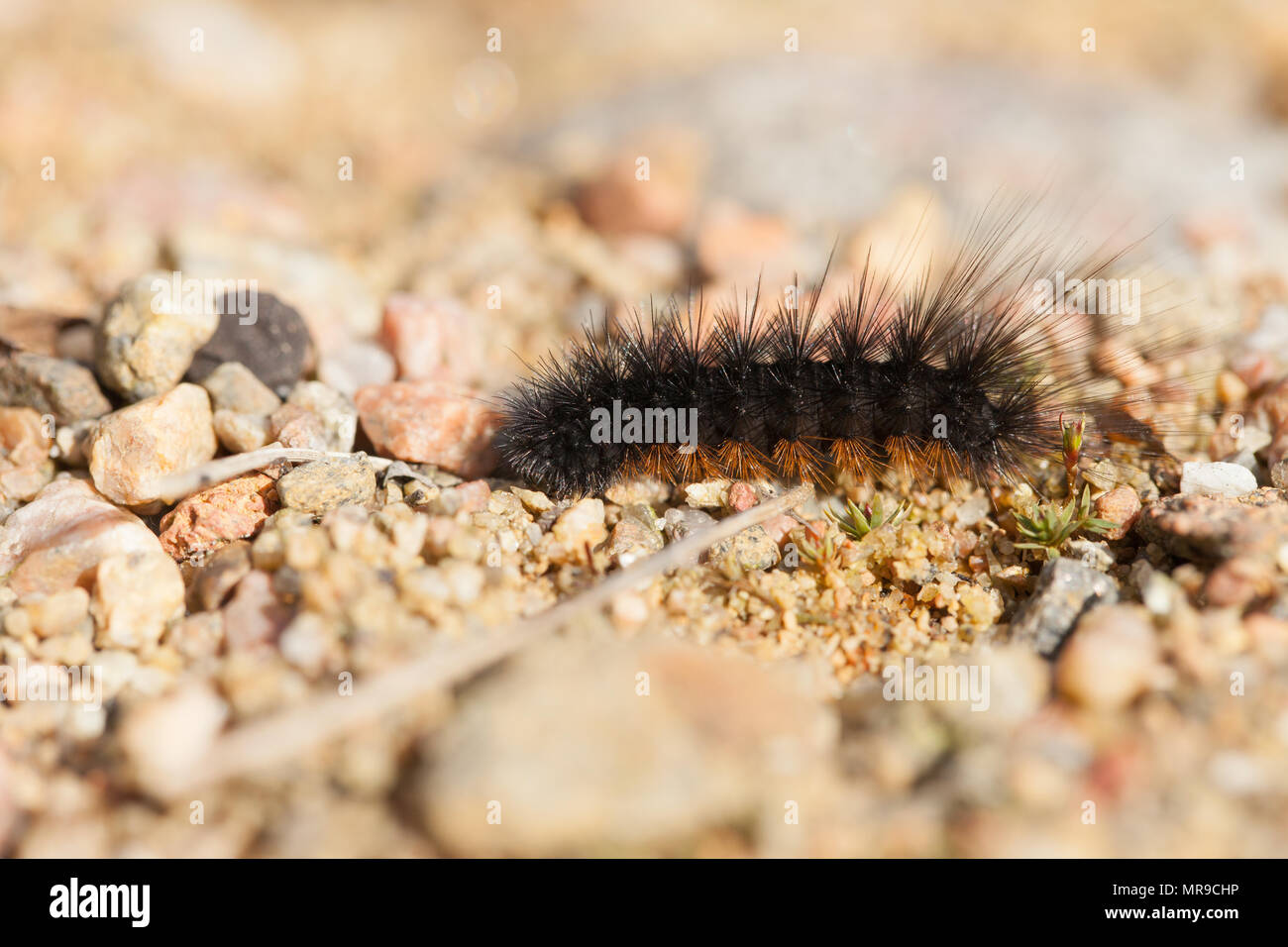 Tiger moth caterpillar Stock Photo - Alamy