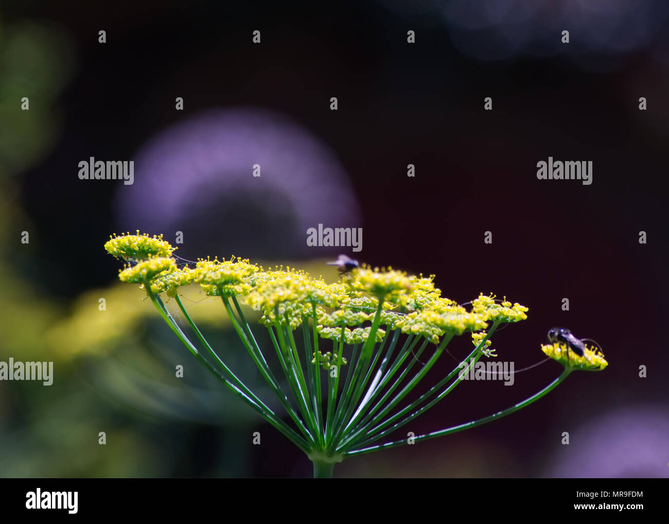 Yellow flies hi-res stock photography and images - Alamy