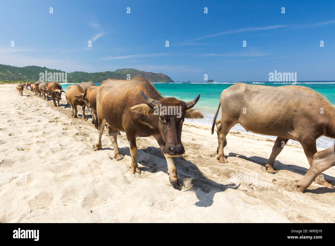 Water buffalo, Indonesia Stock Photo - Alamy