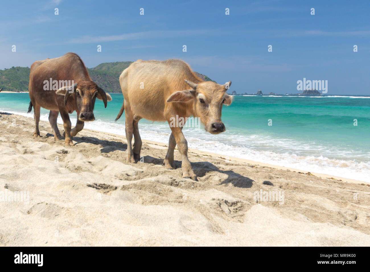 Water buffalo indonesia hi-res stock photography and images - Alamy