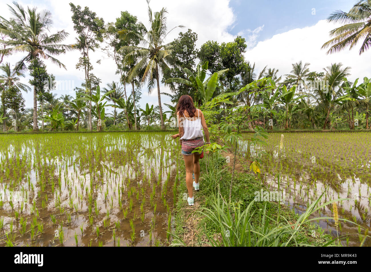 Paddies High Resolution Stock Photography and Images - Alamy