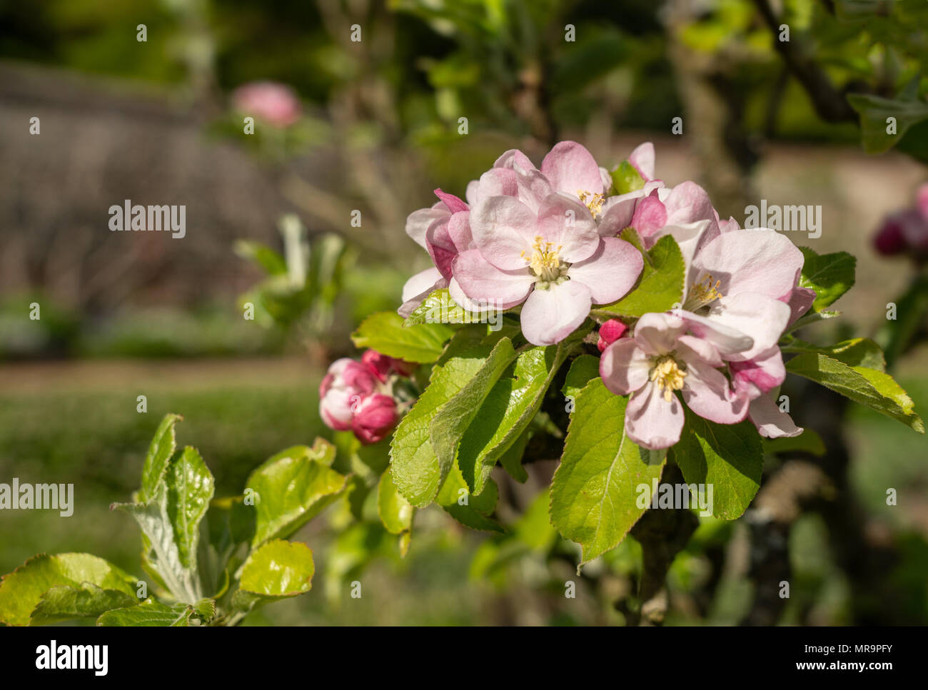 Beautiful blossoming apple tree on hi-res stock photography and images ...