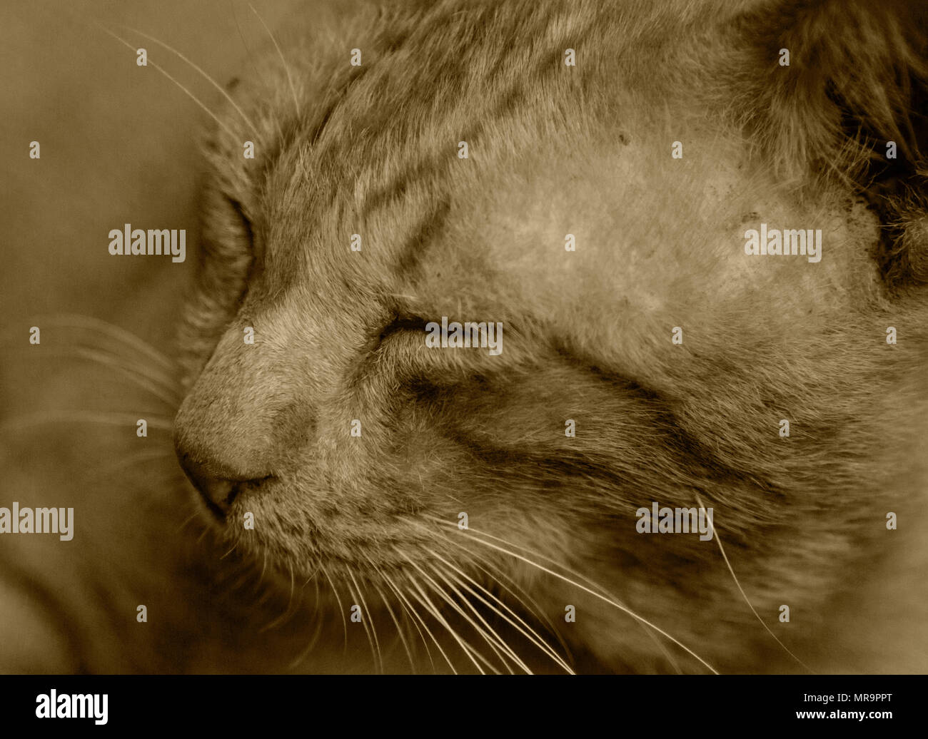 Random pictures hi-res stock photography and images - Alamy