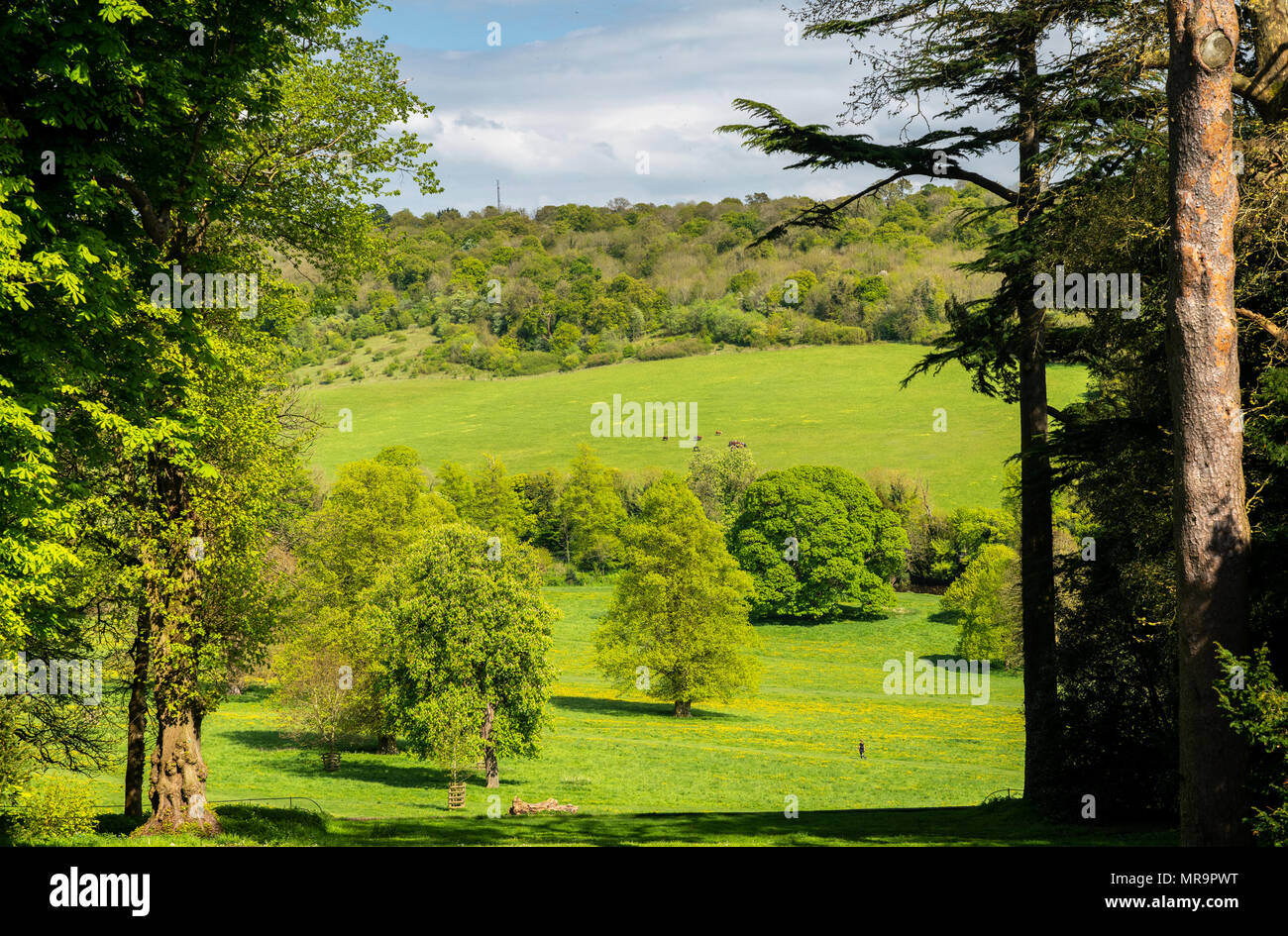 View over green farmland between two tall trees Stock Photo - Alamy
