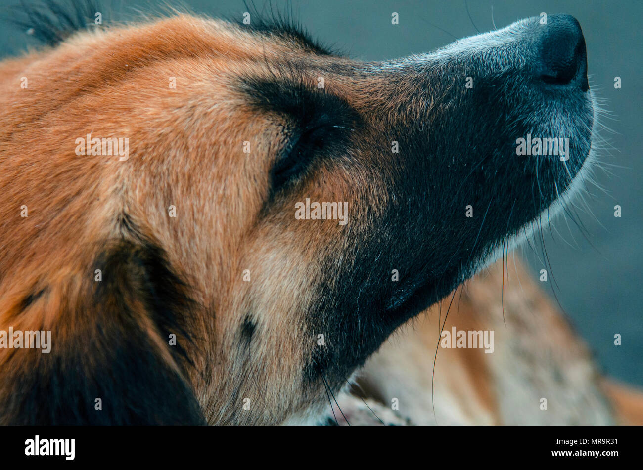 Random pictures hi-res stock photography and images - Alamy