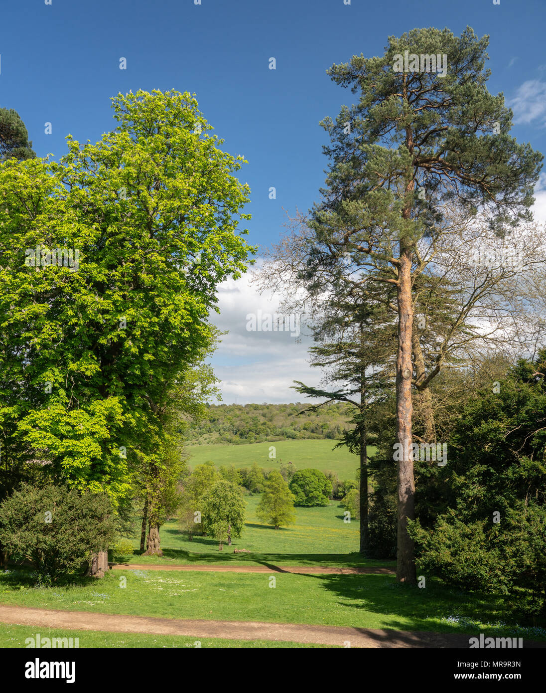 View over green farmland between two tall trees Stock Photo - Alamy
