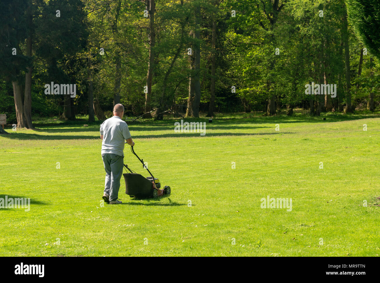 Man mowing a large lawn with trees in background Stock Photo - Alamy