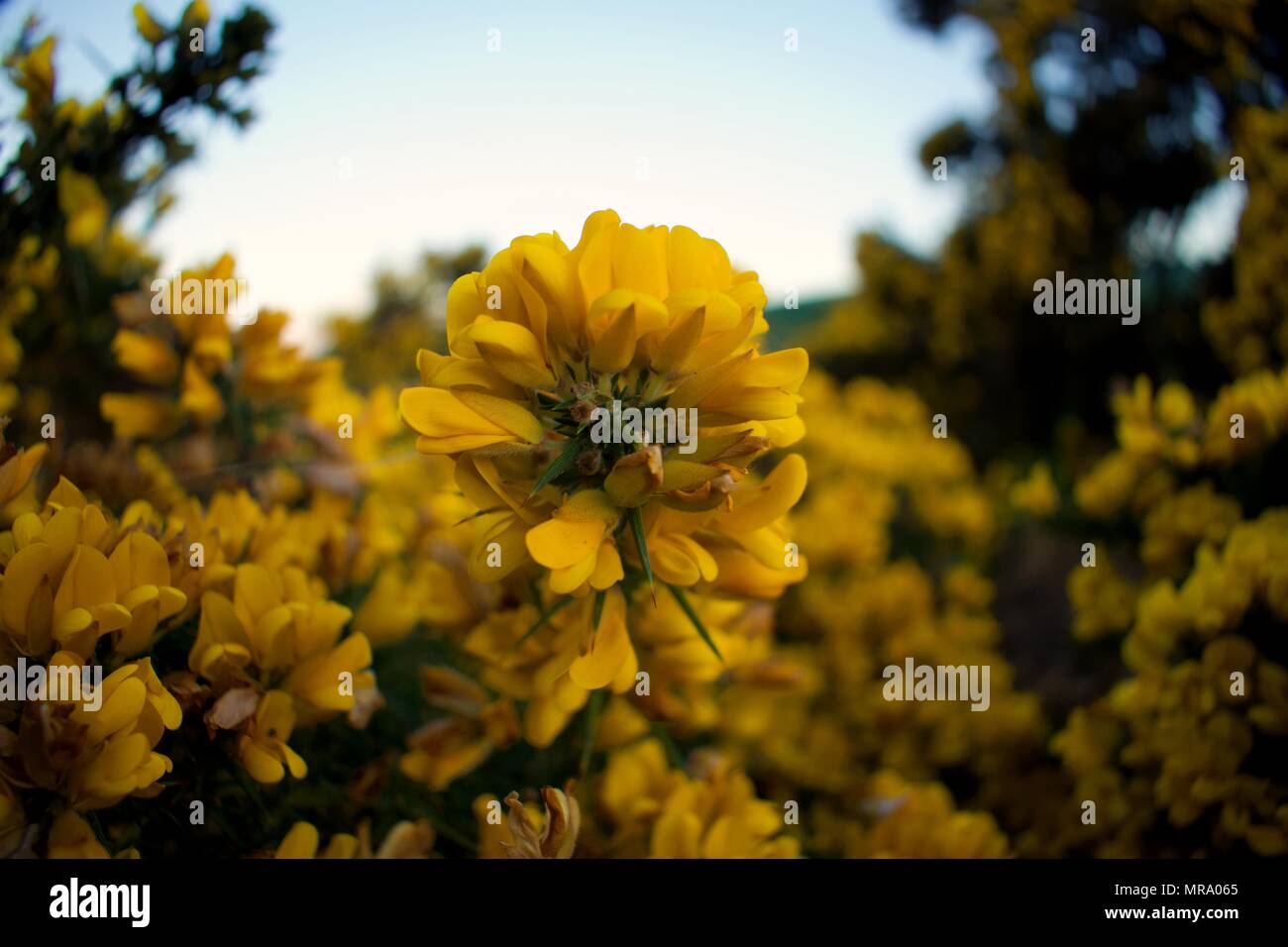 Collection with yellow hi-res stock photography and images - Alamy