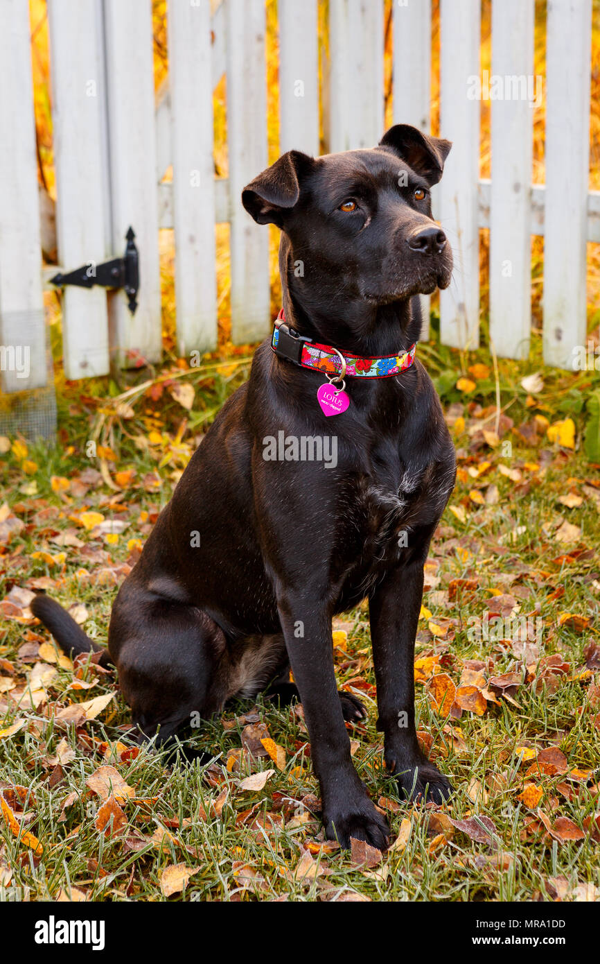 Female dogs hi-res stock photography and images - Alamy