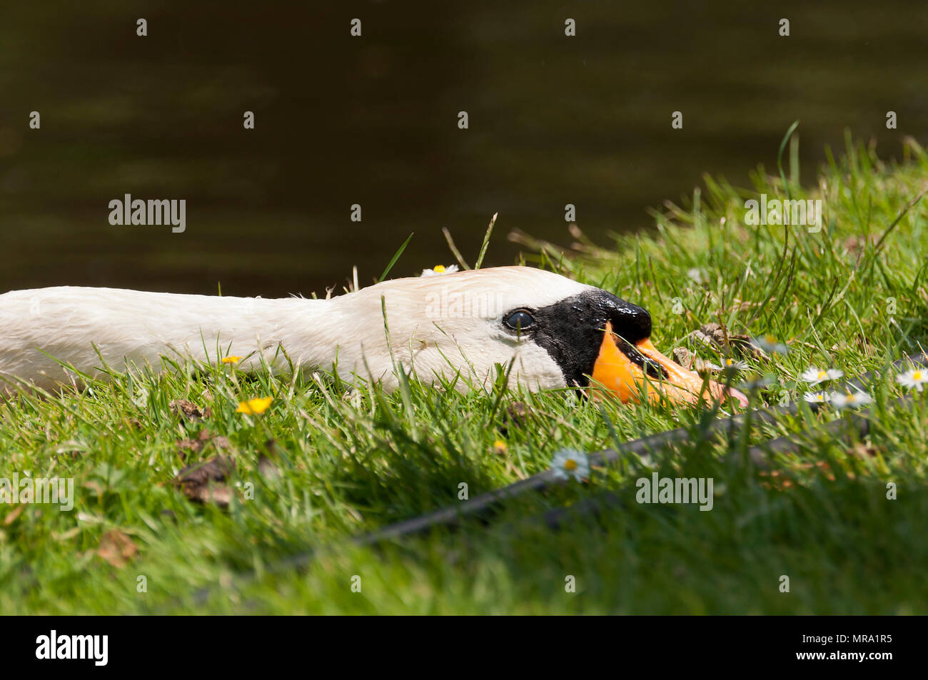 Resting swan hi-res stock photography and images - Alamy