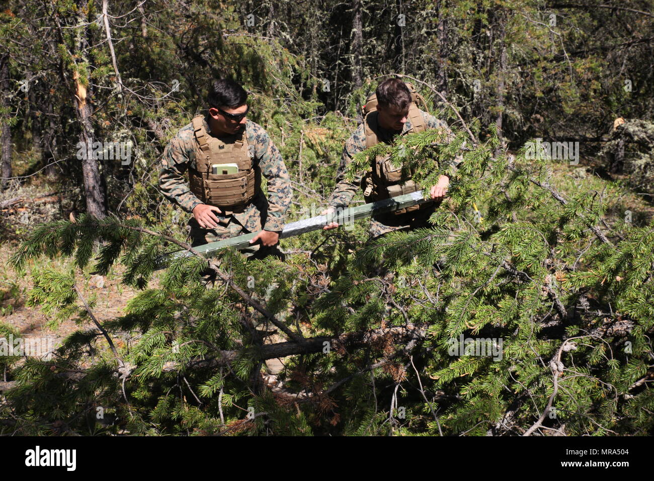 Abatis High Resolution Stock Photography and Images - Alamy