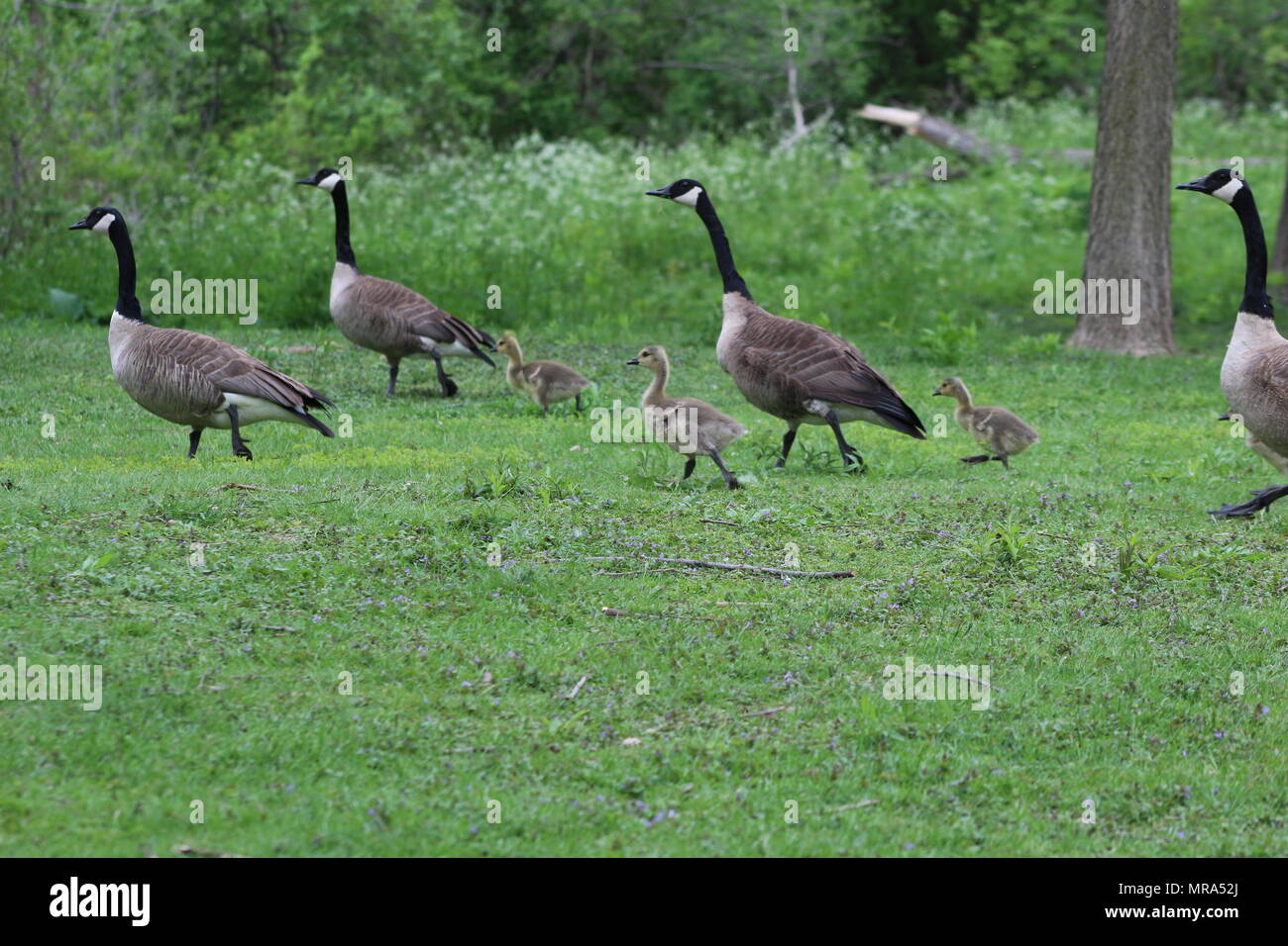 Canada goose with chicks Stock Photo - Alamy