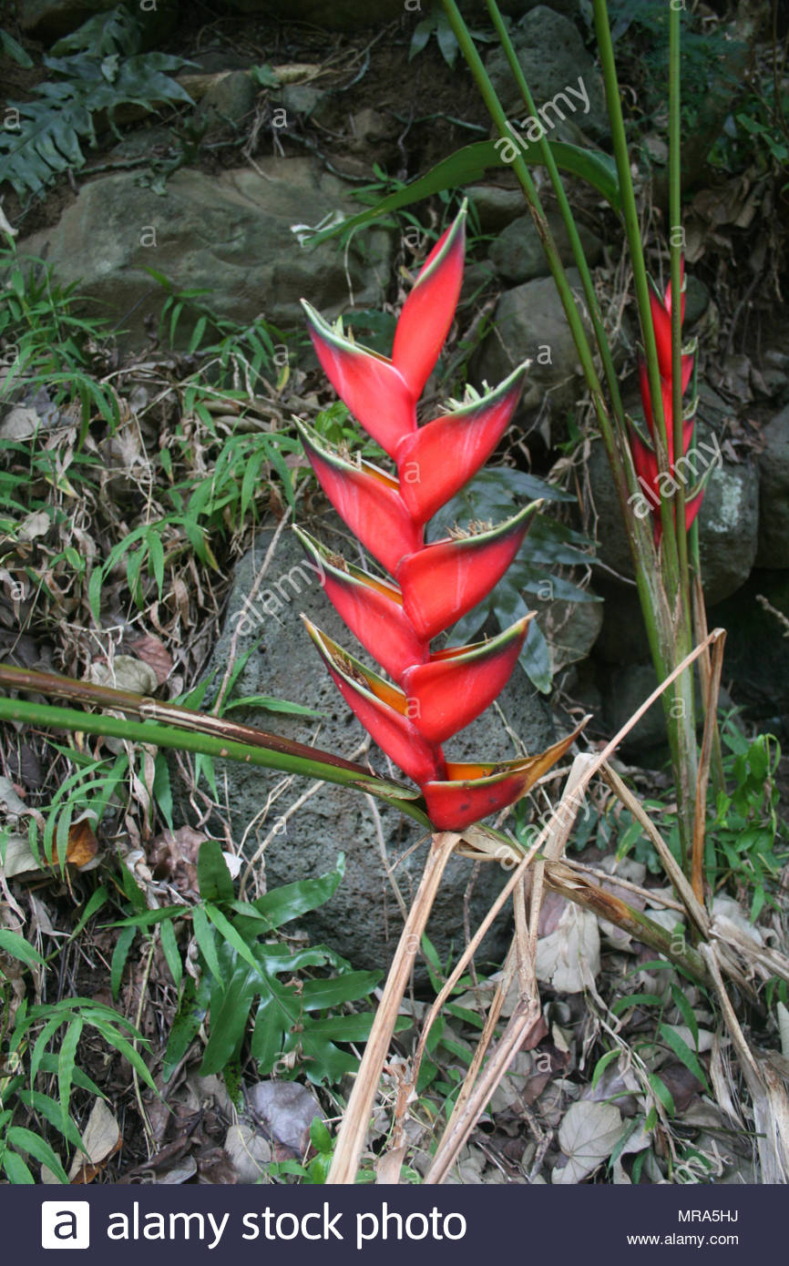 Heliconia Pendula High Resolution Stock Photography and Images - Alamy